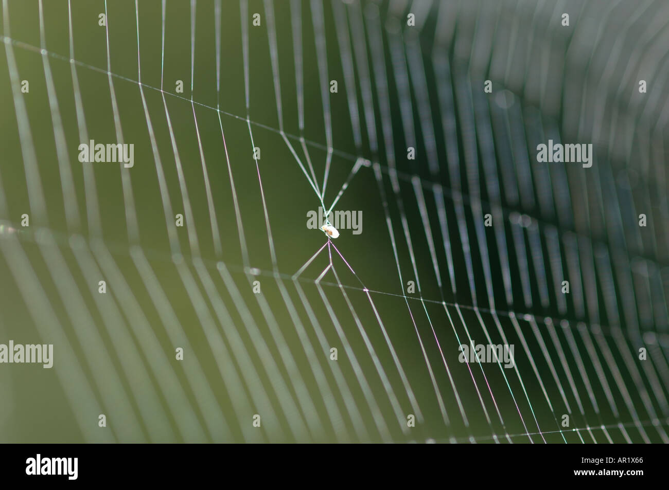 close up graphic image of insect caught in spider web Stock Photo - Alamy