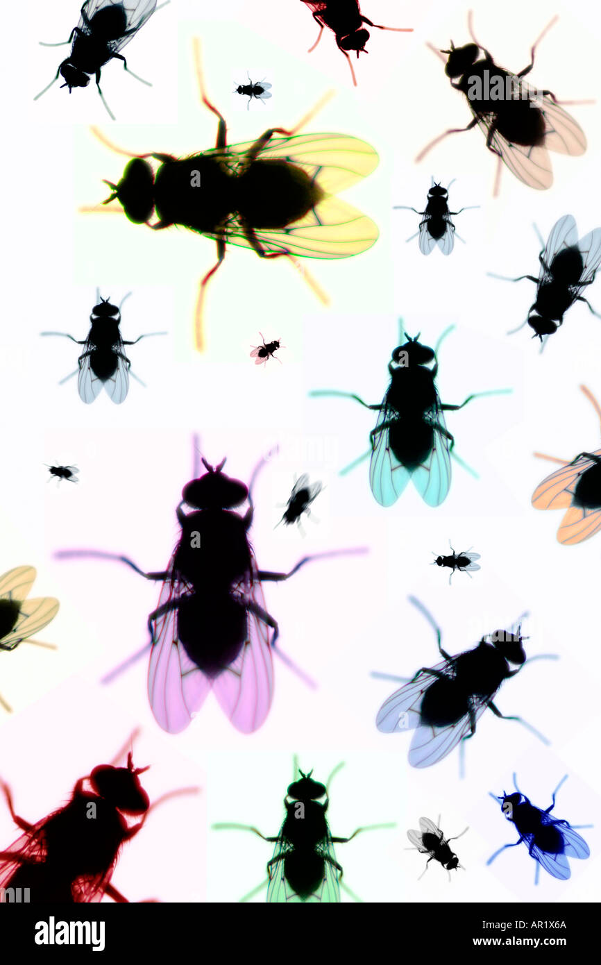 The flies hi-res stock photography and images - Alamy