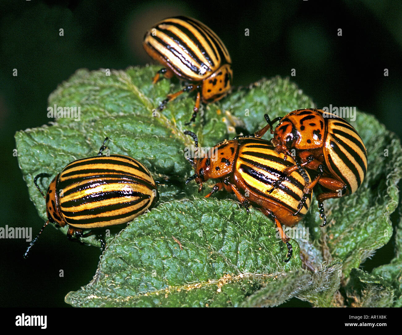 Colorado potato beetle / Leptinotarsa decemlineata Stock Photo - Alamy