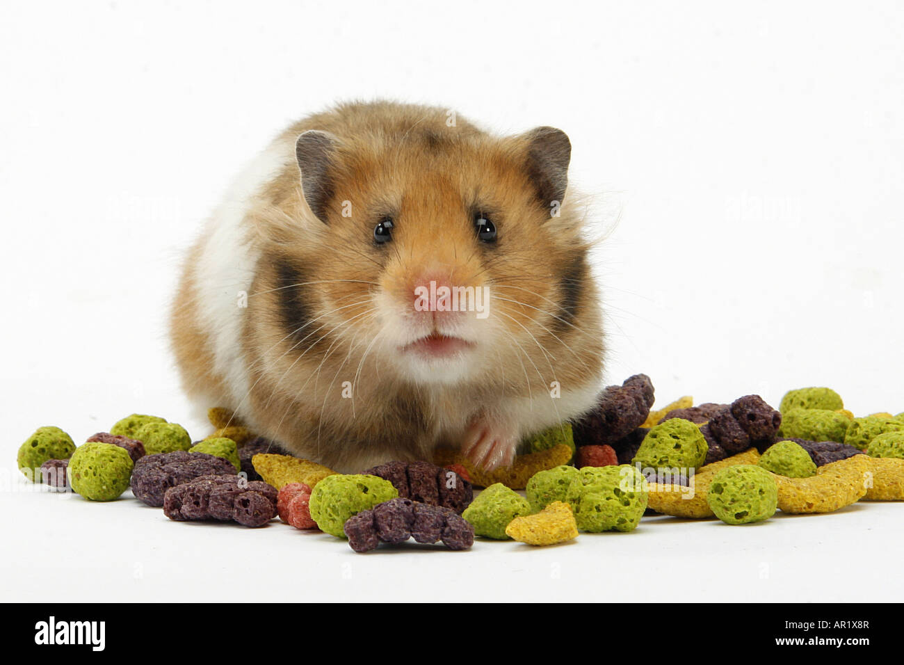 Golden hamster standing Cut Out Stock Images & Pictures - Alamy
