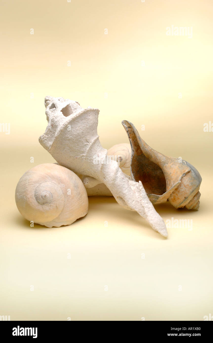 Group of shells hi-res stock photography and images - Alamy