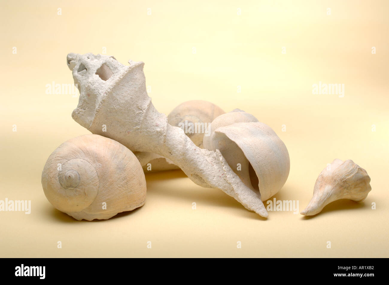 Worn shells hi-res stock photography and images - Alamy