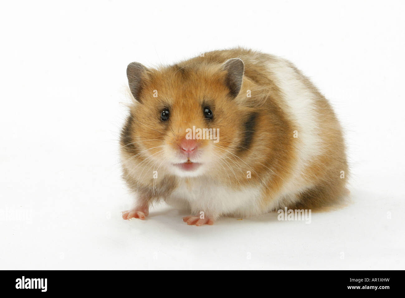 Hamster cut out hi-res stock photography and images - Alamy