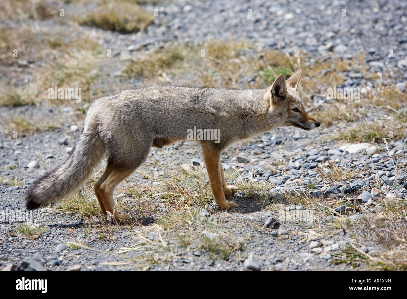 Andean grey fox Pseudalopex griseus in the Torres del Paine National ...