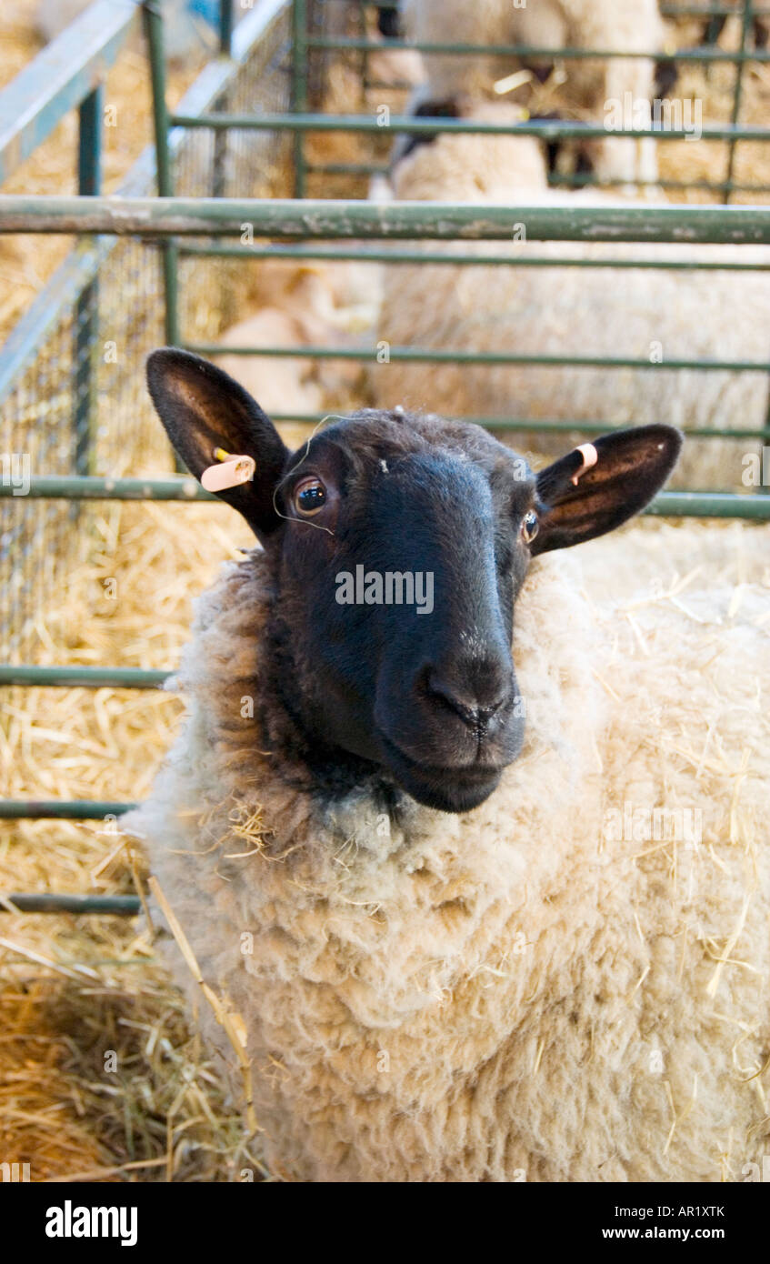 Lairage hi-res stock photography and images - Alamy