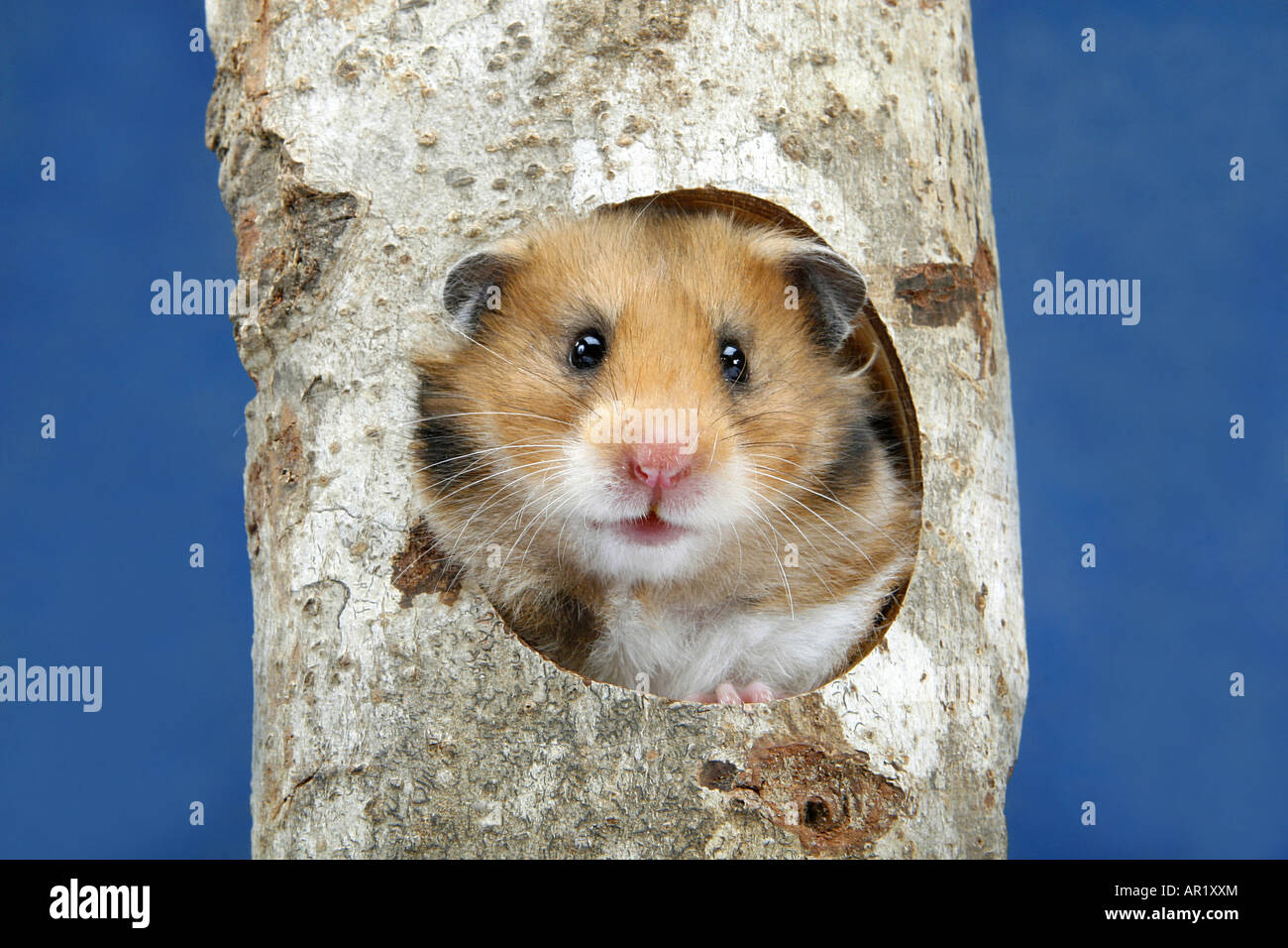 golden hamster in den / Mesocricetus auratus Stock Photo - Alamy