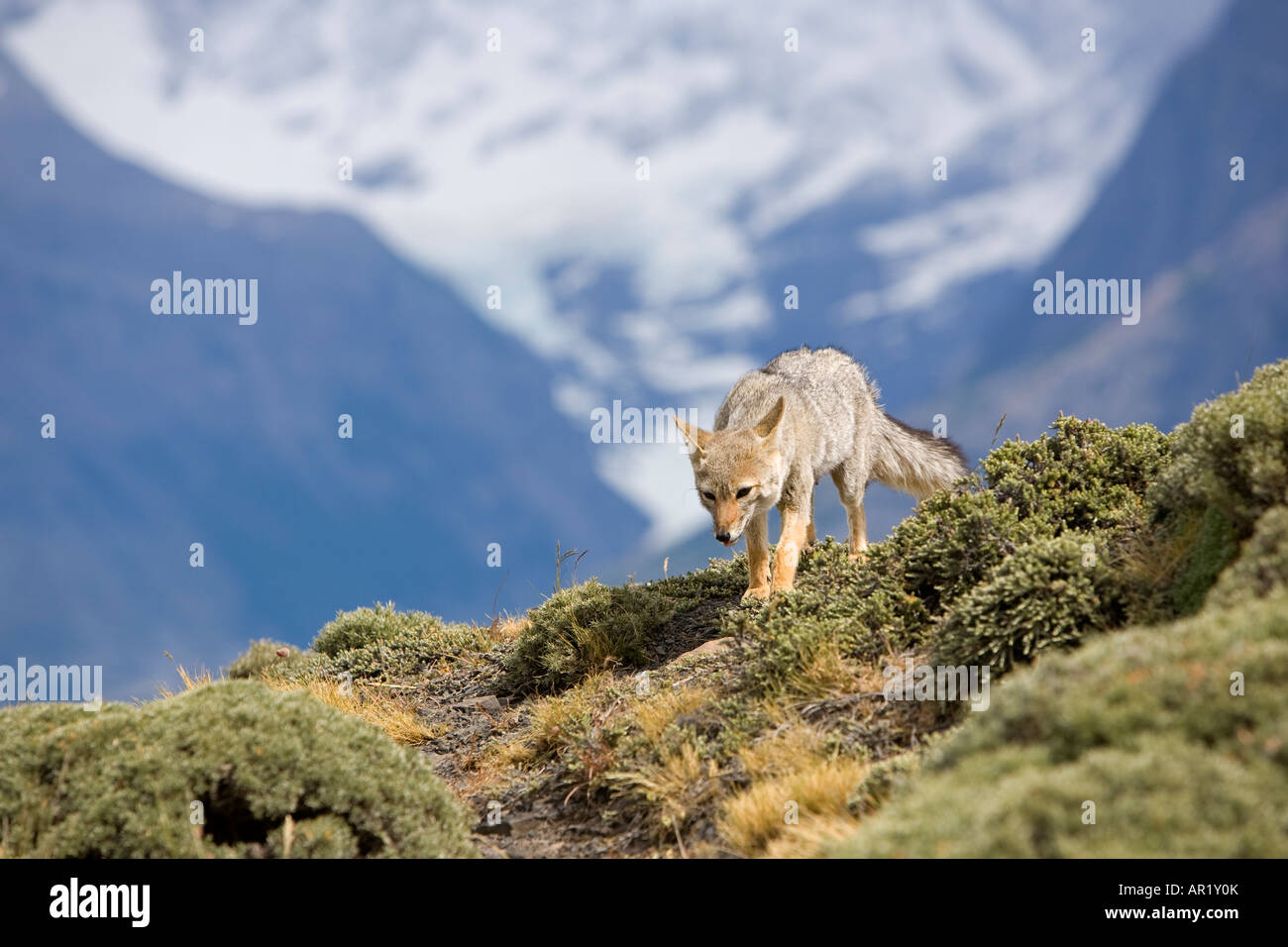 Andean fox hi-res stock photography and images - Alamy