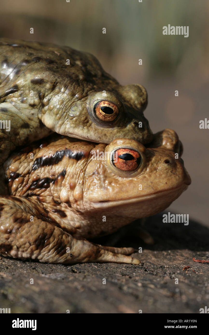 Common Toad's Bufo bufo mating Stock Photo - Alamy