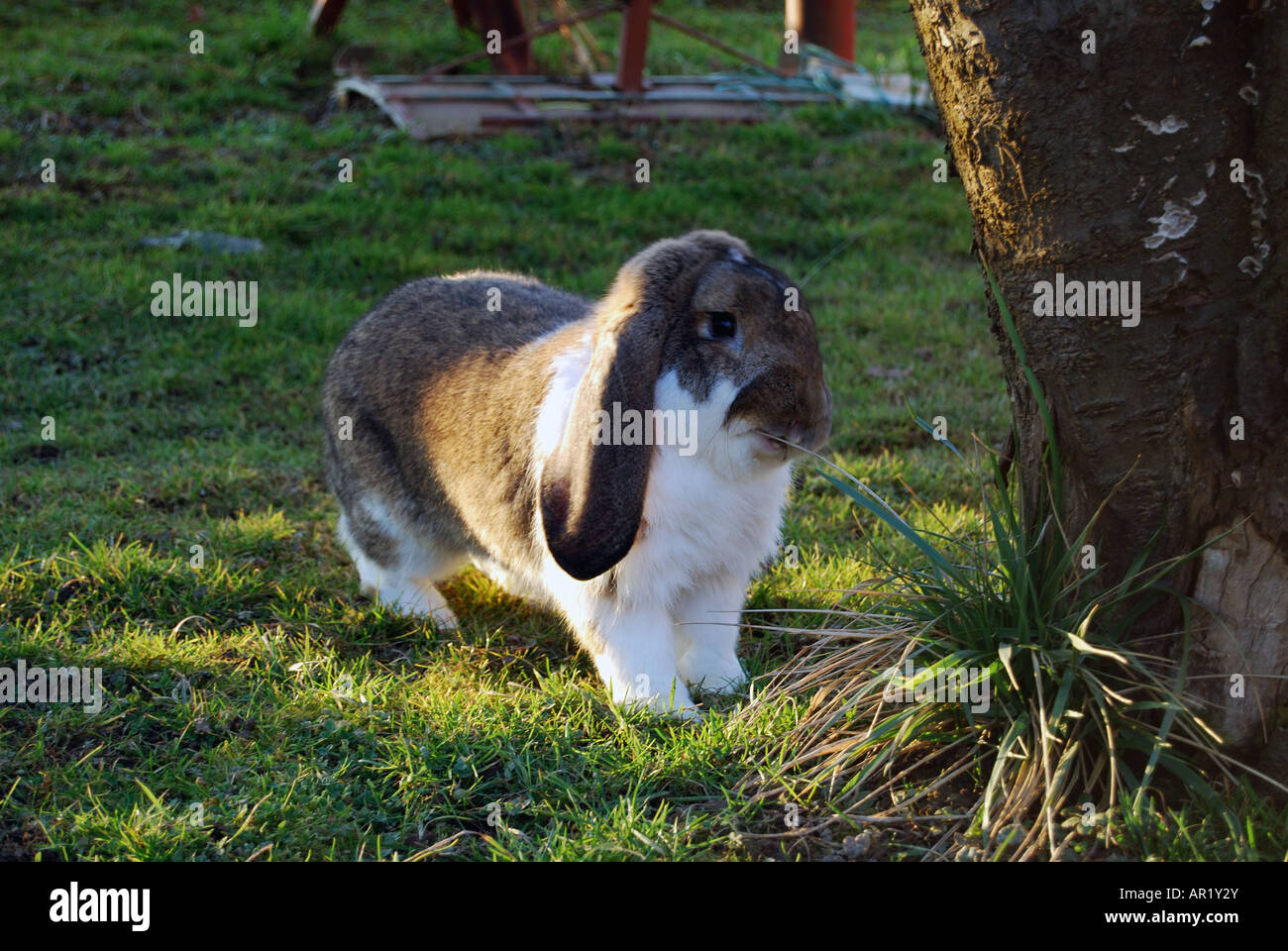 Cute rabbit with long ears Stock Photo - Alamy