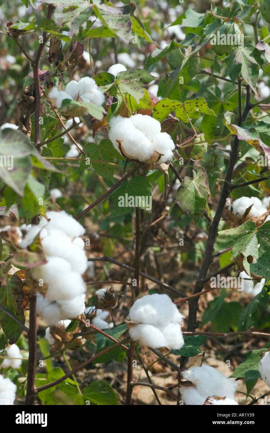 Georgia cotton plantation hi-res stock photography and images - Alamy