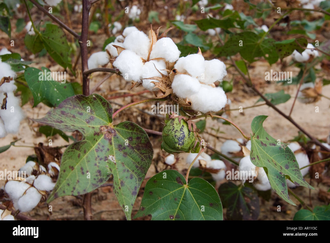 Georgia cotton plantation hi-res stock photography and images - Alamy