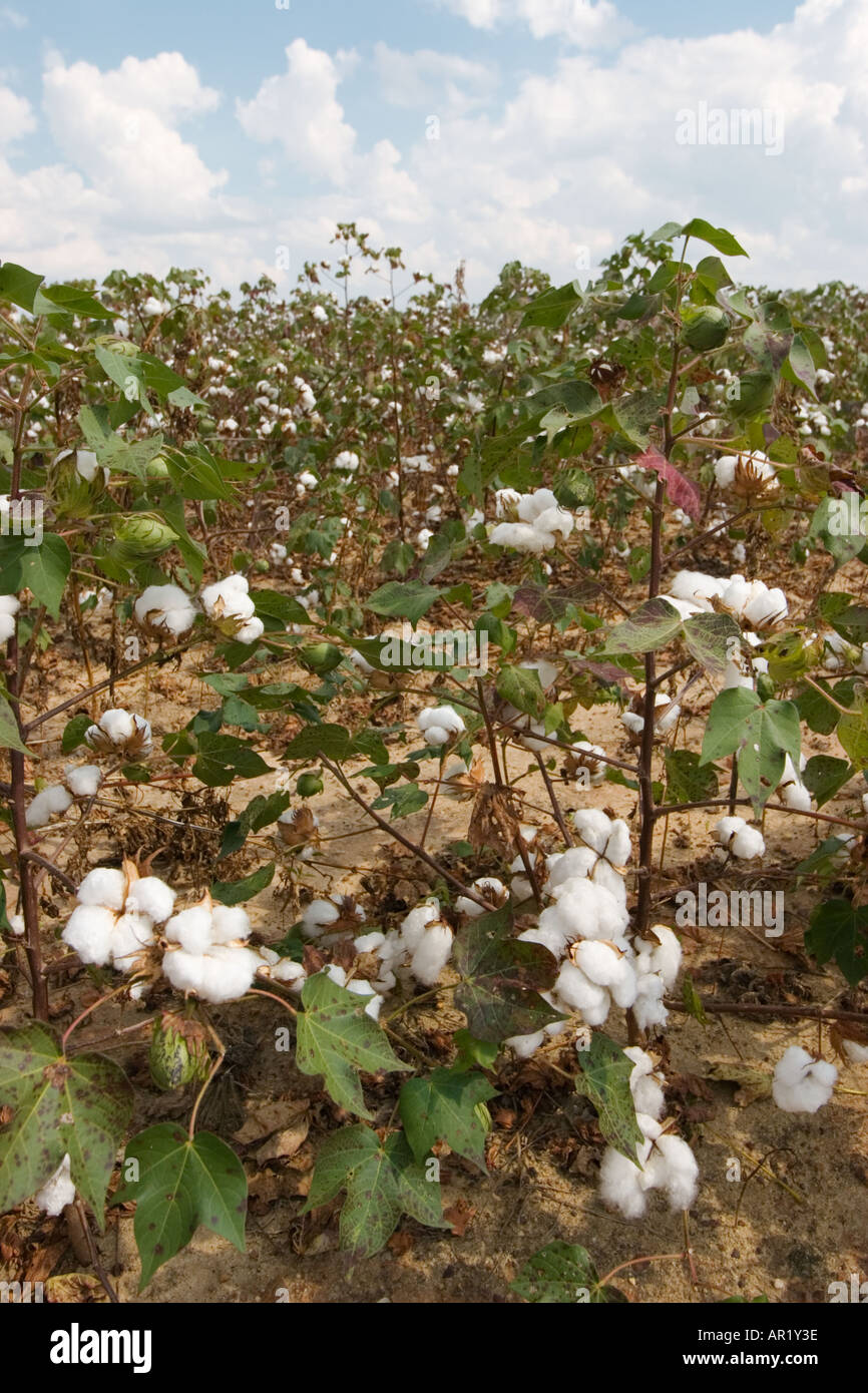 Georgia farm farming agriculture hi-res stock photography and images ...