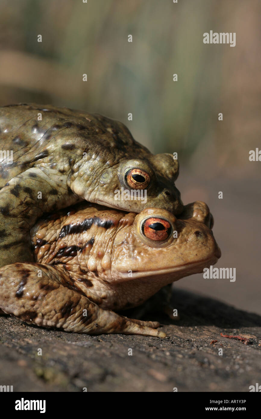 Common Toad's Bufo bufo mating Stock Photo - Alamy