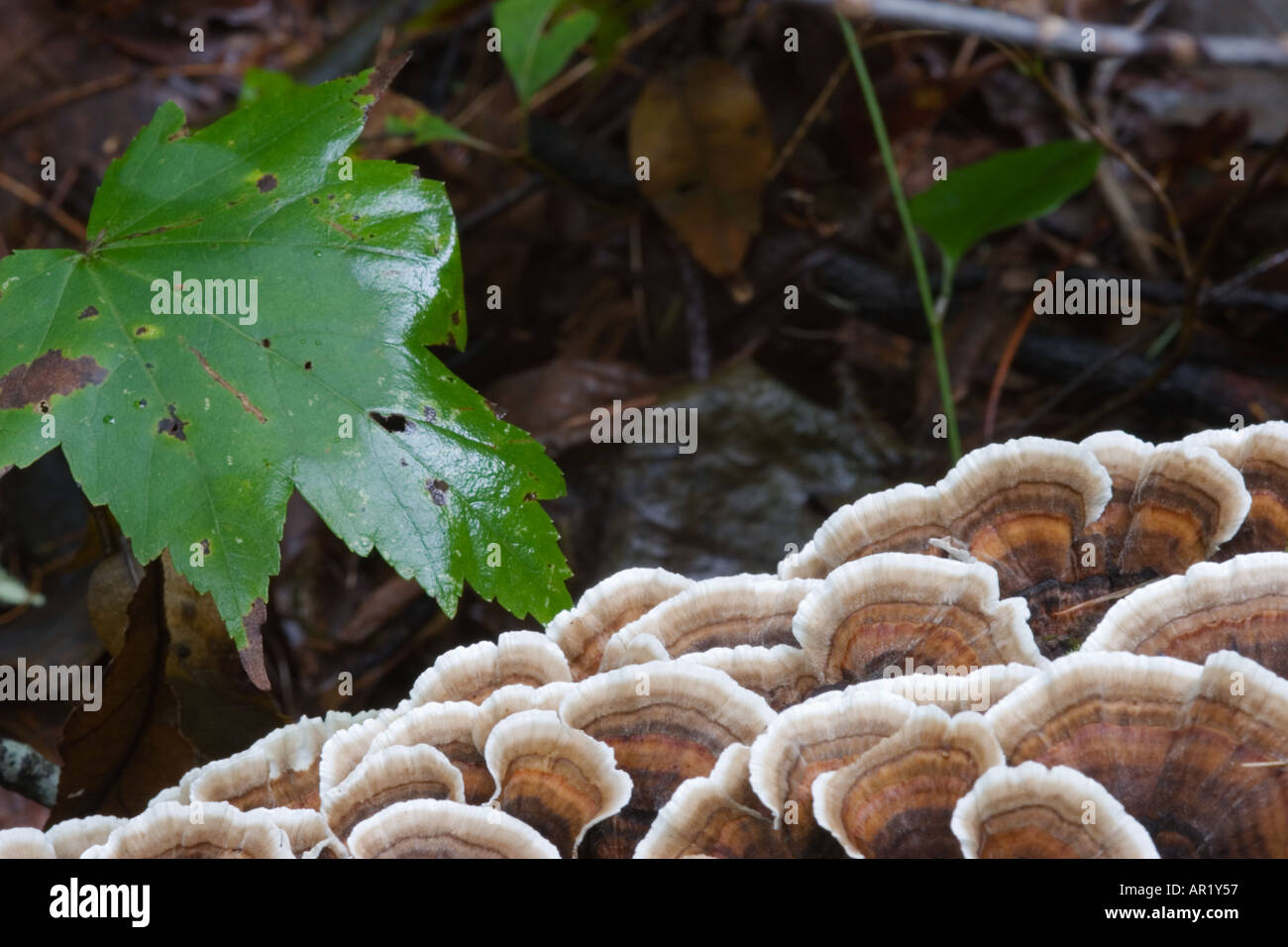 Turkey Tail fungus (Trametes versicolor) growing on logs in woods at ...