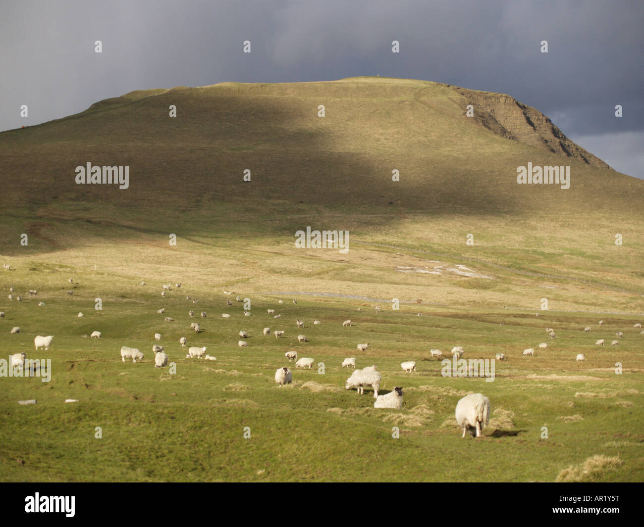 sheep farming upland valley peak farmland fields Stock Photo - Alamy