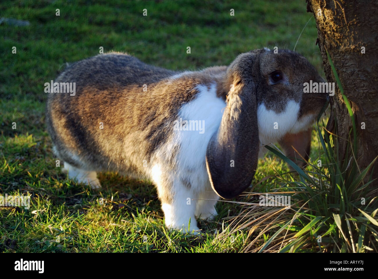 Cute rabbit with long ears Stock Photo - Alamy