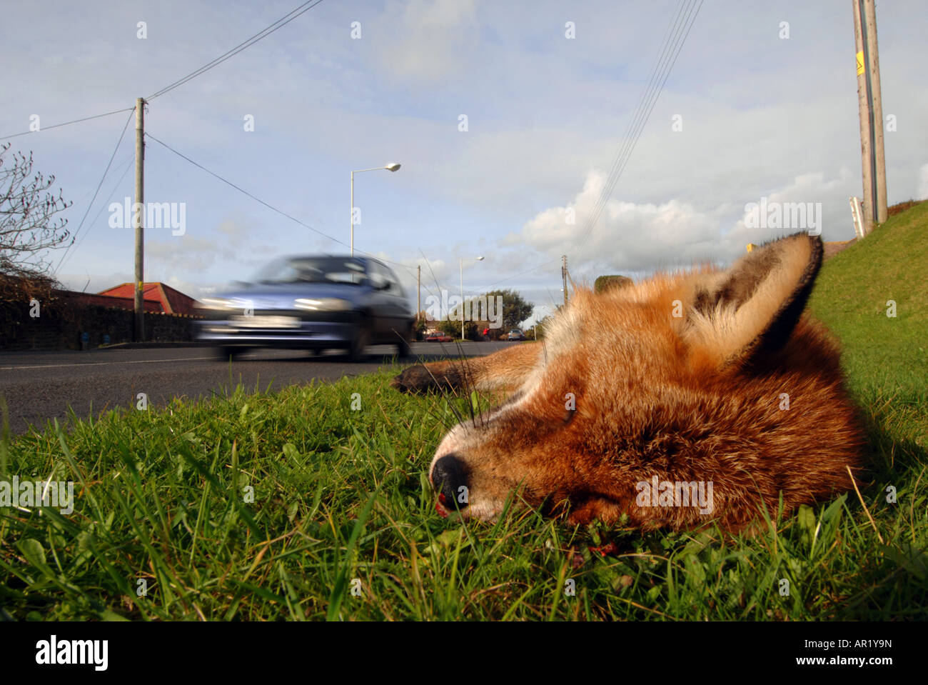 Dead fox on a roadside, Britain, UK Stock Photo - Alamy