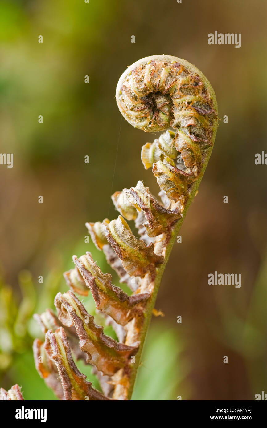 Uncurl hi-res stock photography and images - Alamy