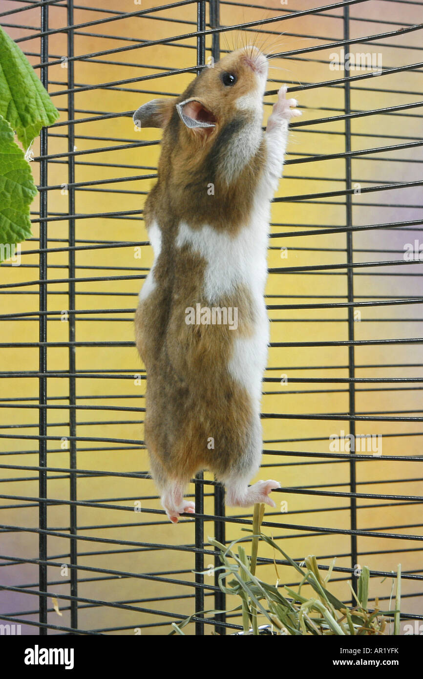 golden hamster - climbing / Mesocricetus auratus Stock Photo - Alamy