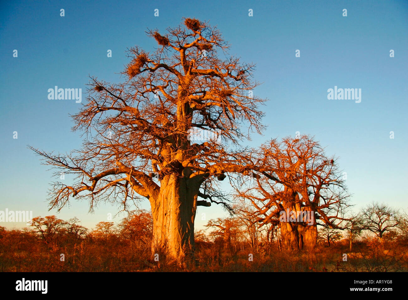 Giant baobab tree Stock Photo - Alamy