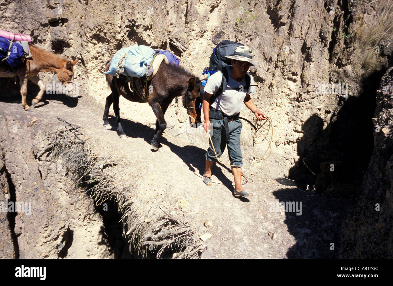 Trekker, donkey, Ancohuma Trekking Bolivia, South America Stock Photo ...