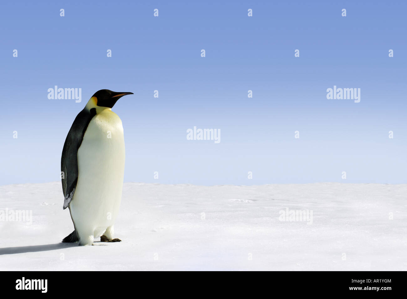Sunny penguin hi-res stock photography and images - Alamy