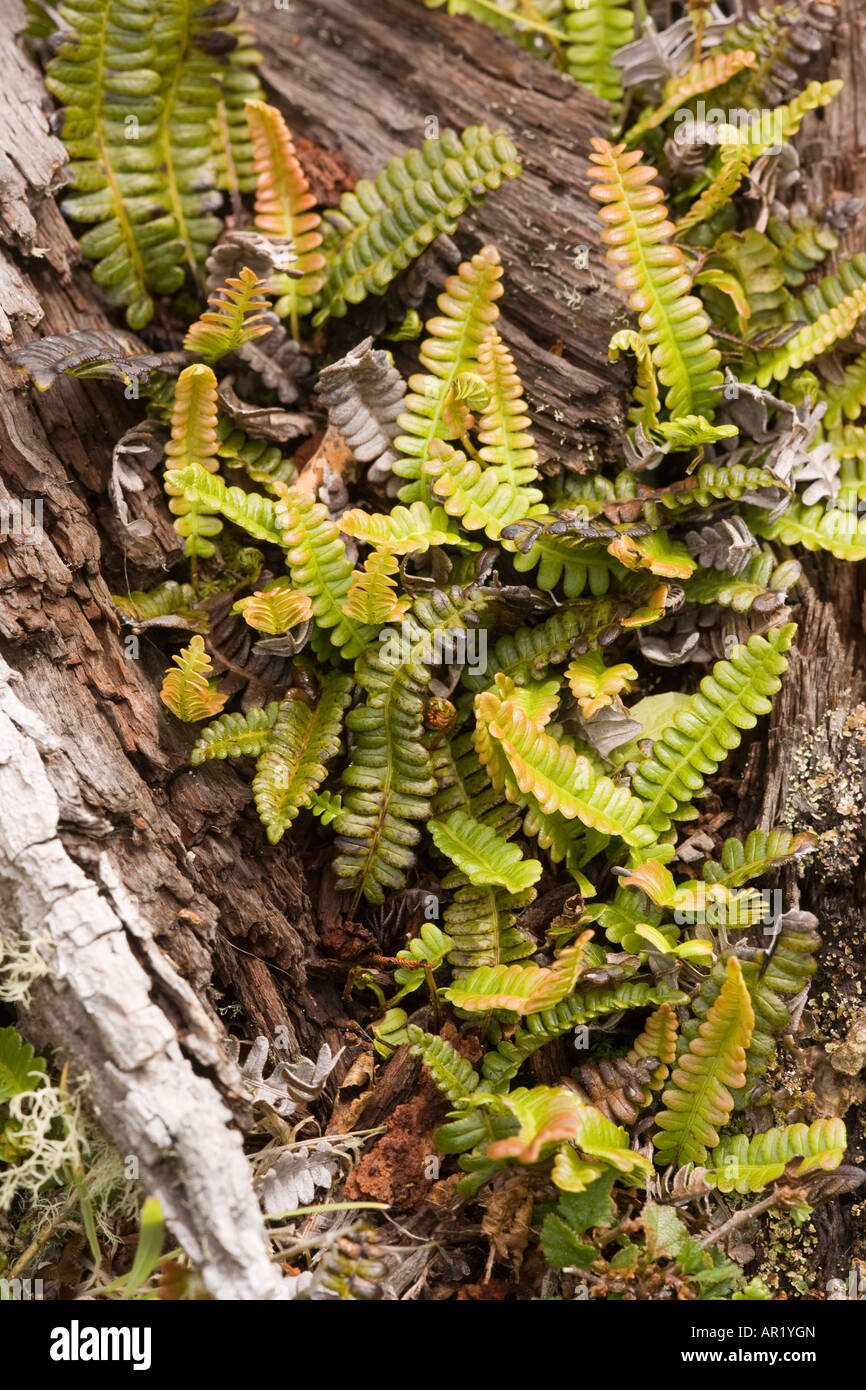 Small fern Blechnum species Rio Serrano Torres del Paine National Park ...