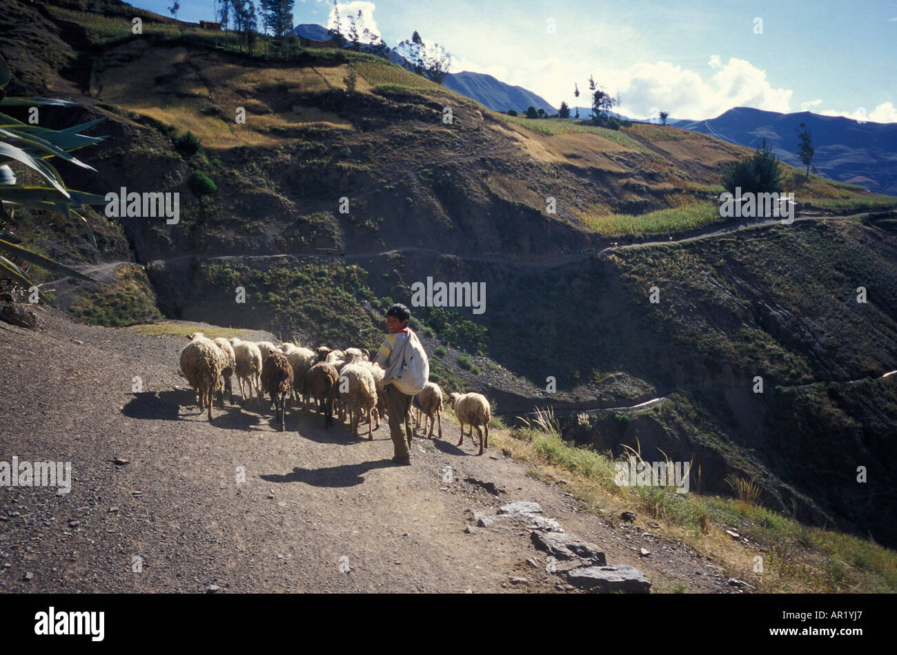 Flock of sheep, child, Ancohuma Trekking Bolivia, South America Stock ...