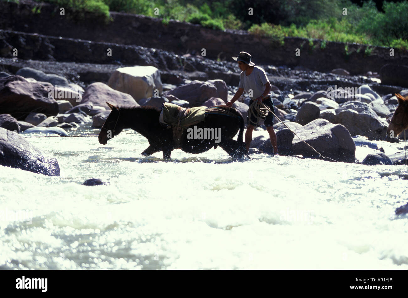 Donkey and driver hi-res stock photography and images - Alamy