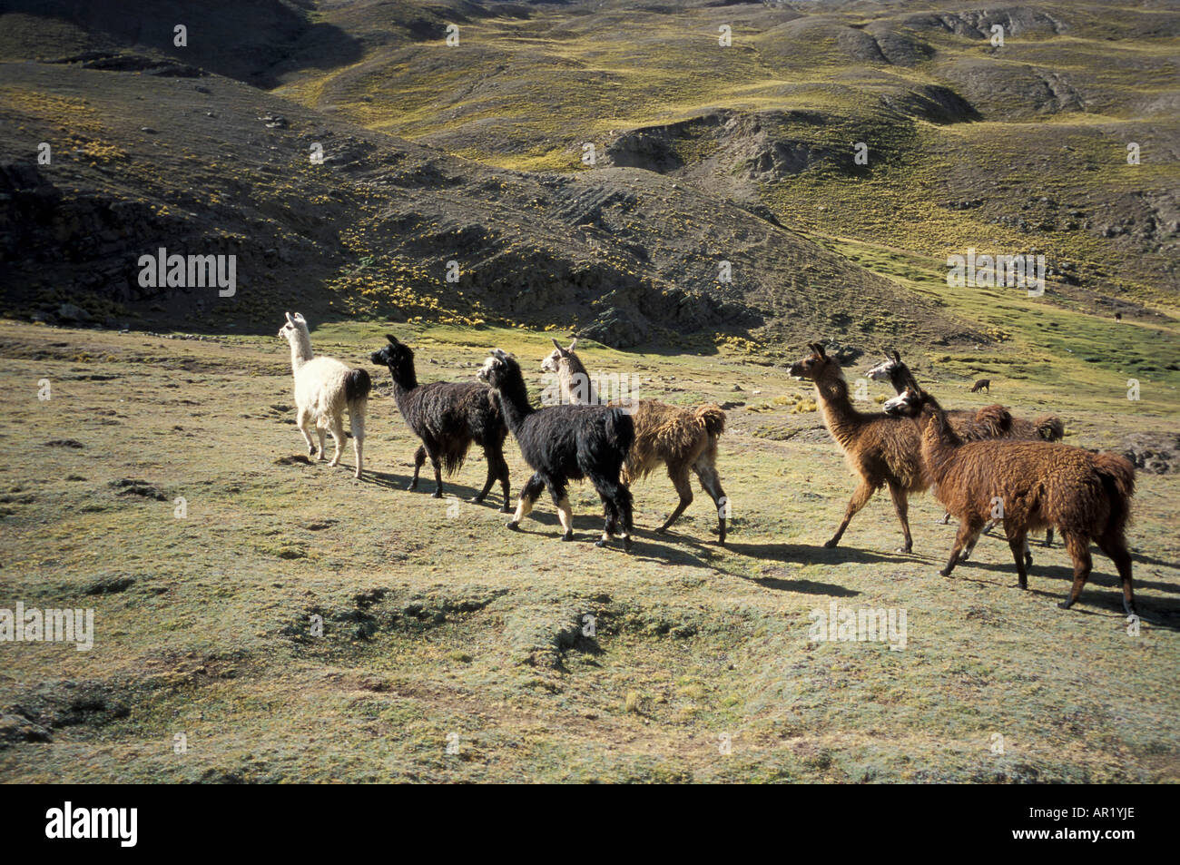 Llama, Ancohuma Trekking Bolivia, South America Stock Photo - Alamy