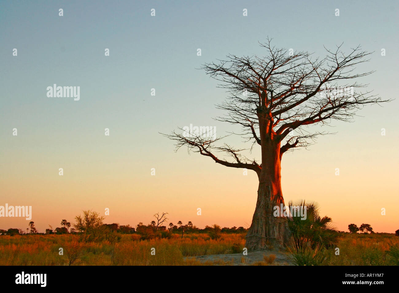 Giant Baobab Tree Stock Photo - Alamy