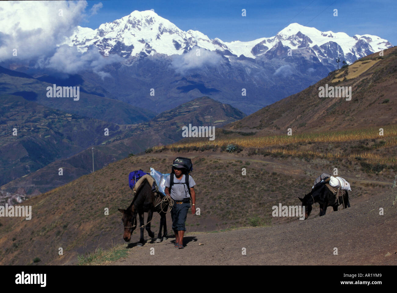 Donkey driver, Ancohuma Trekking Bolivia, South America Stock Photo - Alamy