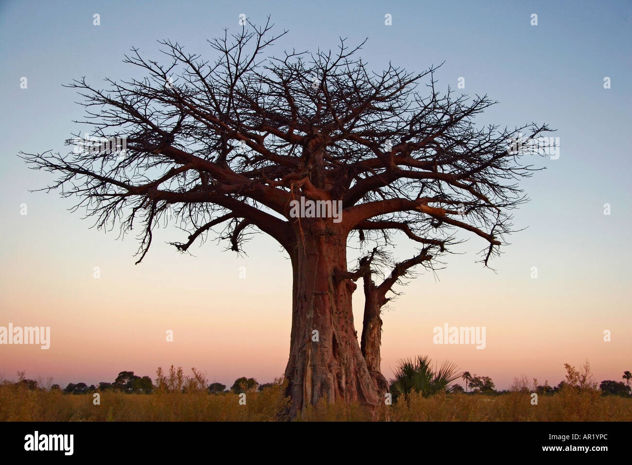 Giant baobab tree Stock Photo - Alamy