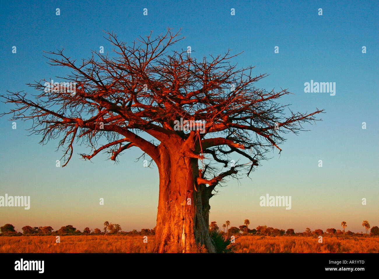 Giant baobab tree Stock Photo - Alamy