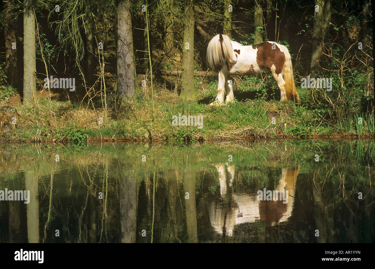 Tinker Pony - standing at the shore Stock Photo - Alamy