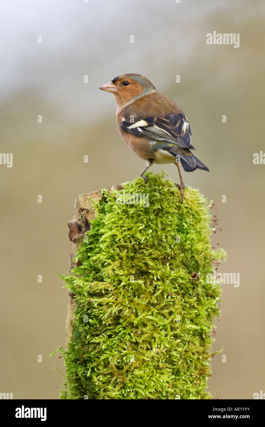 Male Chaffinch (Fringilla coelebs) Kent, UK Stock Photo - Alamy