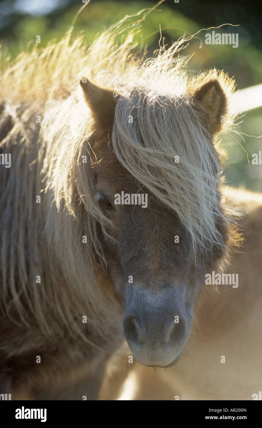 Shetland pony - portrait Stock Photo - Alamy