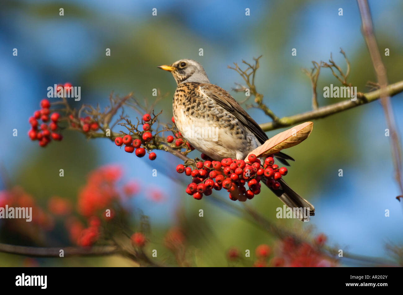 English garden winter bird berries hi-res stock photography and images ...
