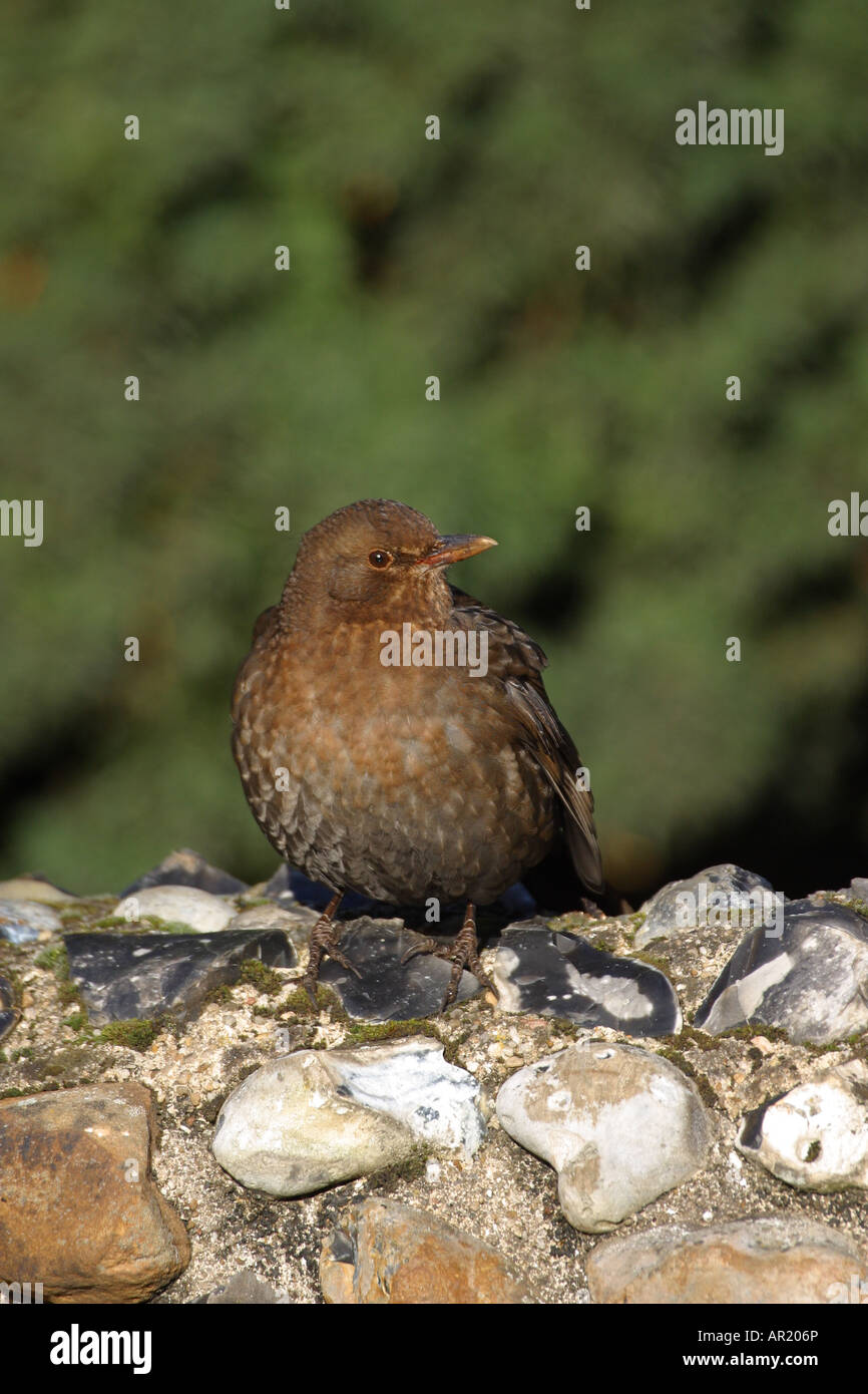 Blackbird Turdus merula female sitting on stone wall Stock Photo - Alamy