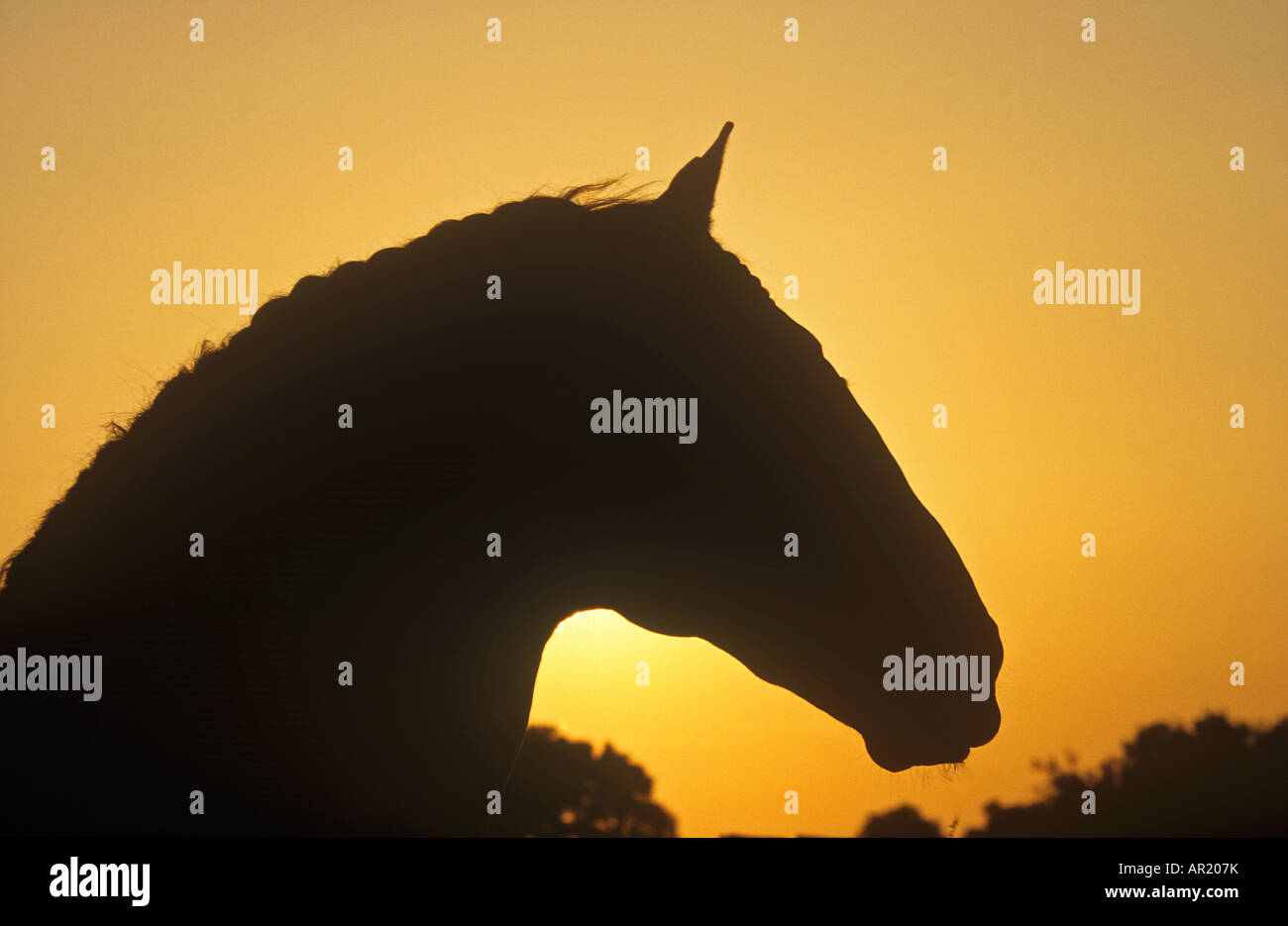 Lusitano - portrait Stock Photo - Alamy