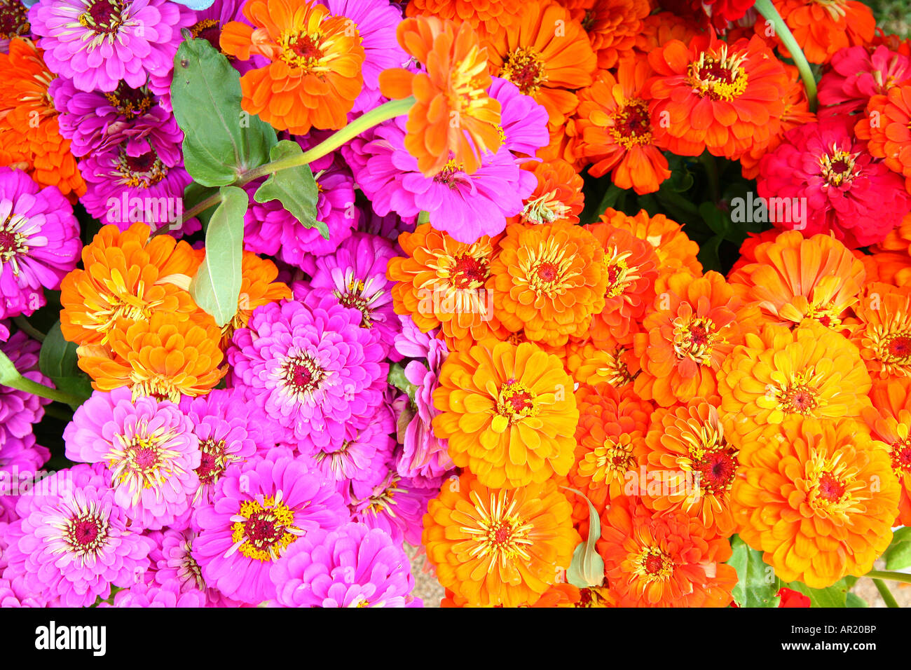 Bouquet of fresh flowers Stock Photo - Alamy