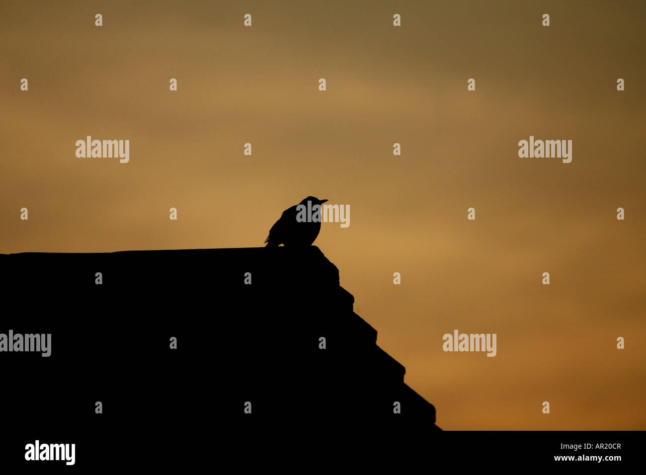 Blackbird Turdus merula singing on a roof top at sunset Stock Photo - Alamy
