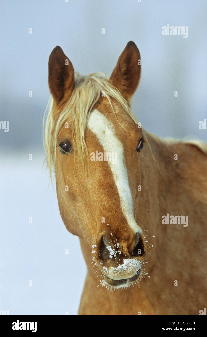 Kinsky horse hi-res stock photography and images - Alamy