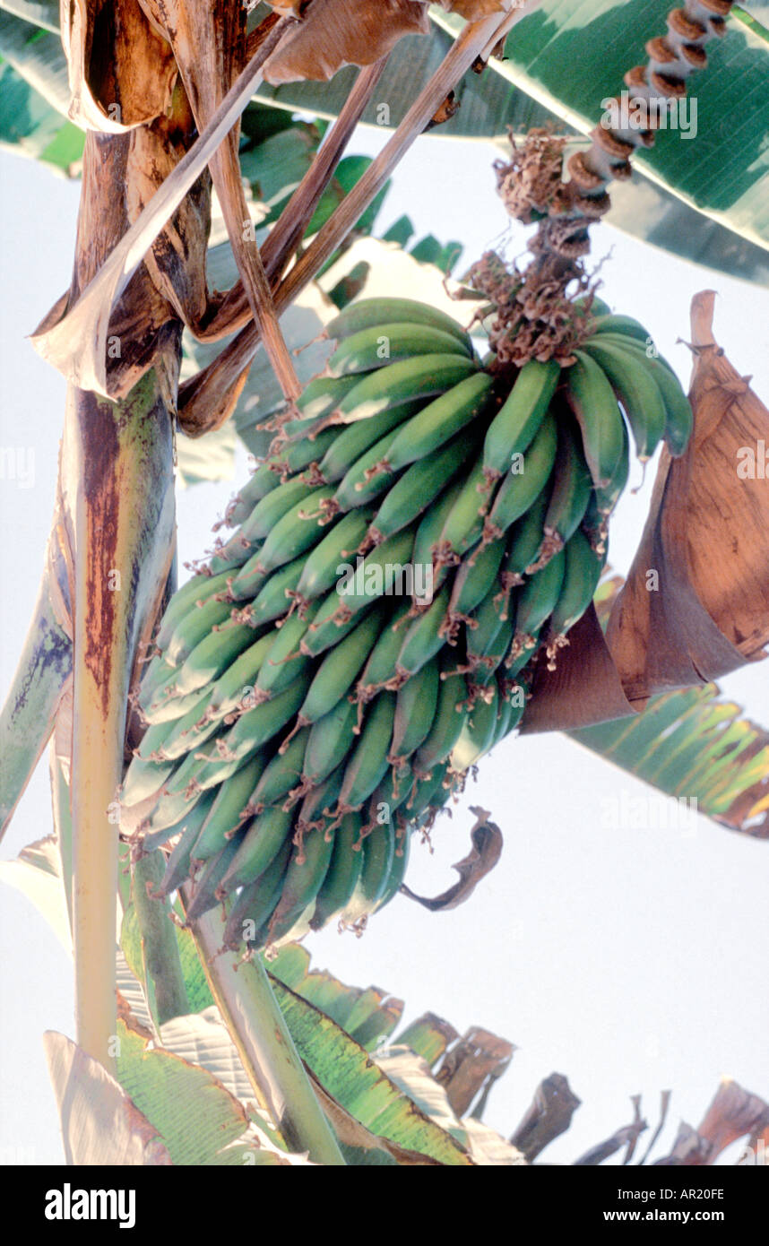 Bananas Growing In Lima The Capital Of Peru Stock Photo - Alamy