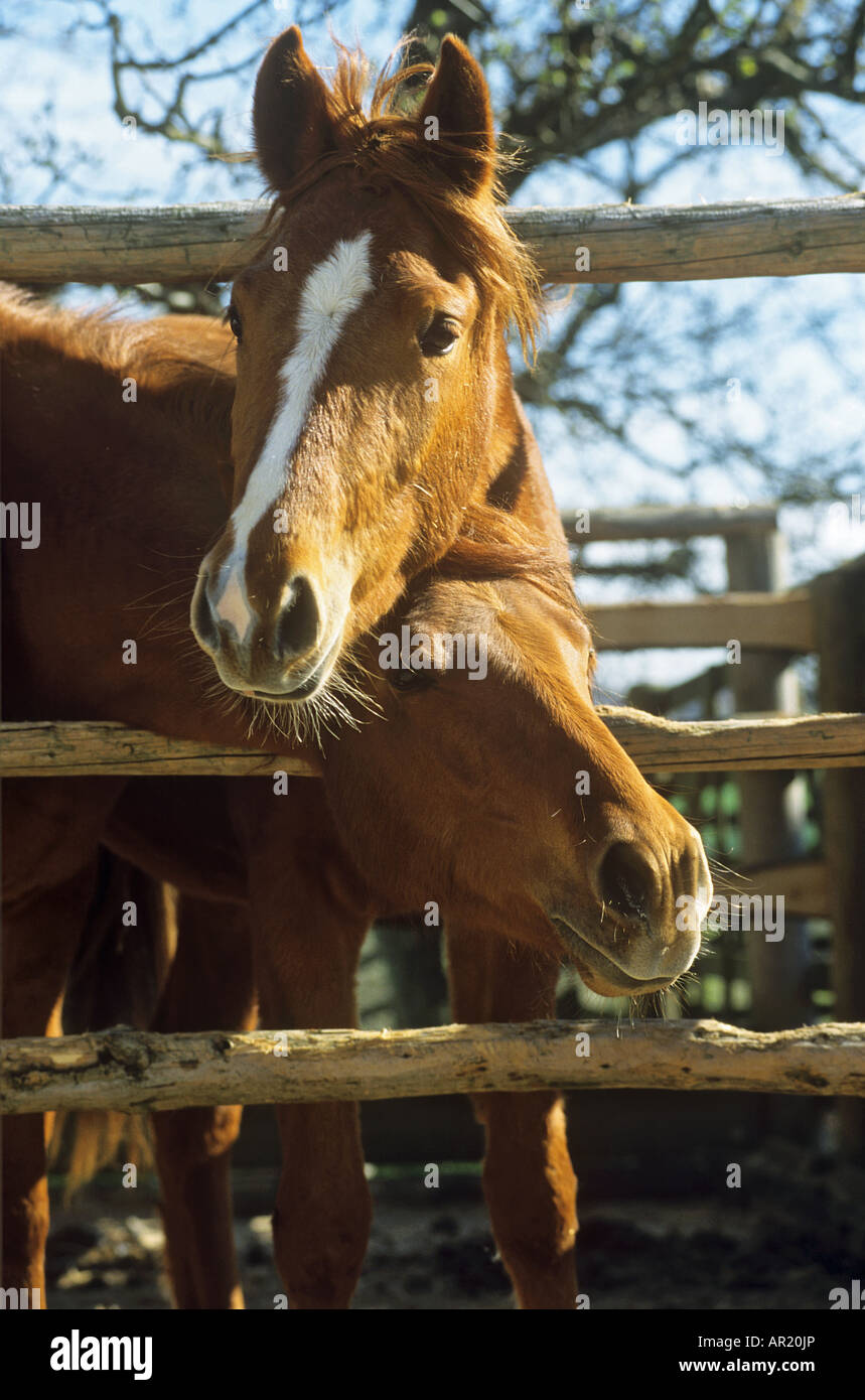 two Missouri Fox Trotters at fence Stock Photo - Alamy