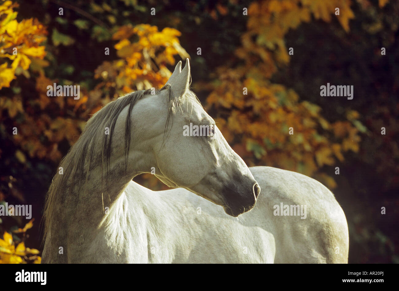 Anglo-Arabian horse - portrait Stock Photo - Alamy