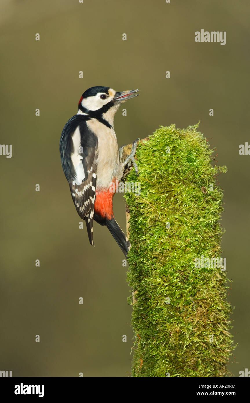 Greater-spotted woodpecker (Dendrocopus major) Kent, UK Stock Photo - Alamy
