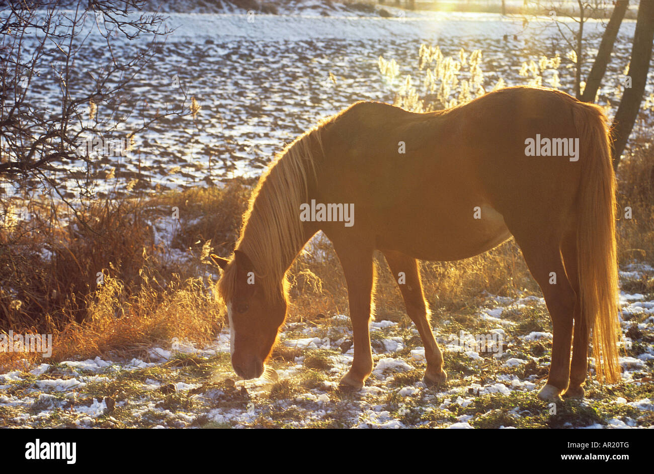 pony - standing - sunset Stock Photo - Alamy