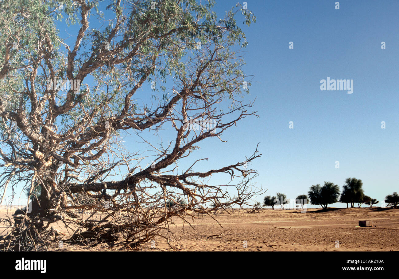 Frankincense trees in oman hi-res stock photography and images - Alamy