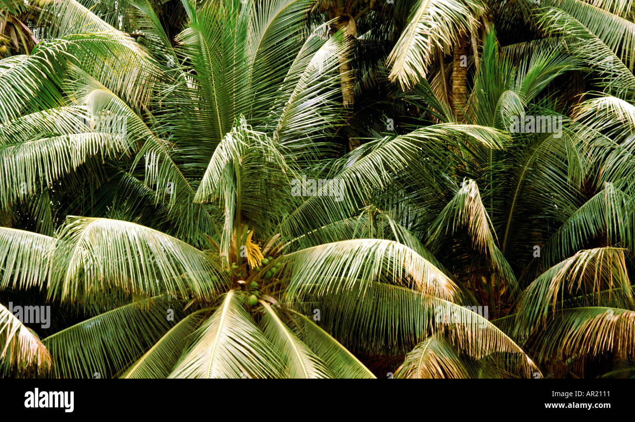 Coconut Palms In Salalah In Oman Stock Photo - Alamy